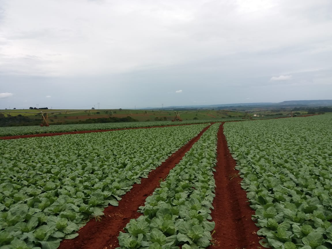 SÃO GOTARDO – AMAPAR